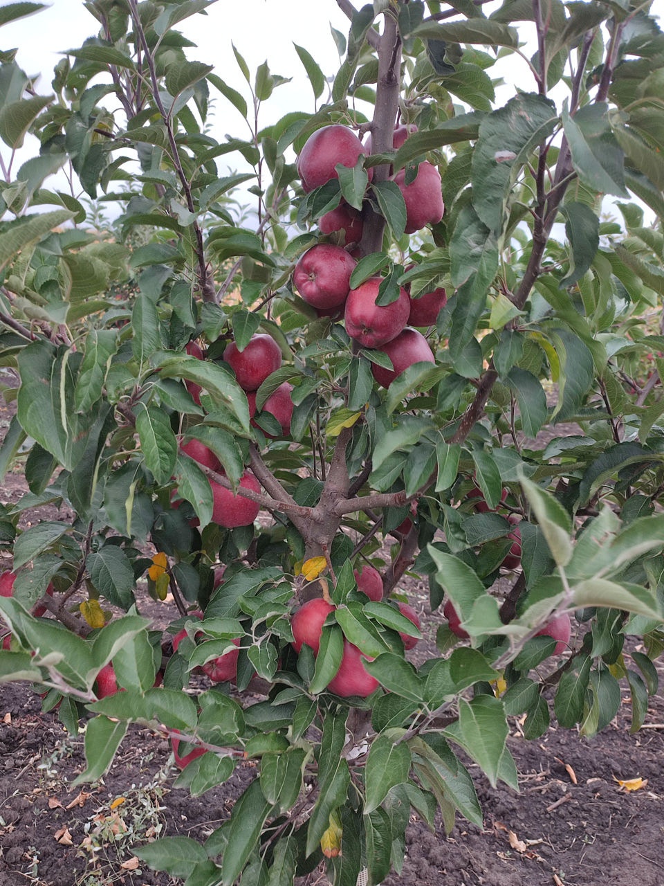 Mere Red Chief,Cempion