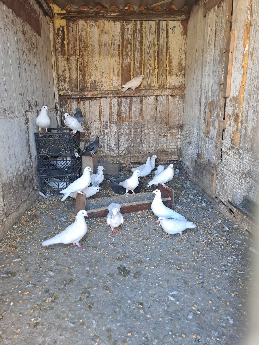 Vând porumbei albi bacholini/poştaşi cu 25 lei bucata.