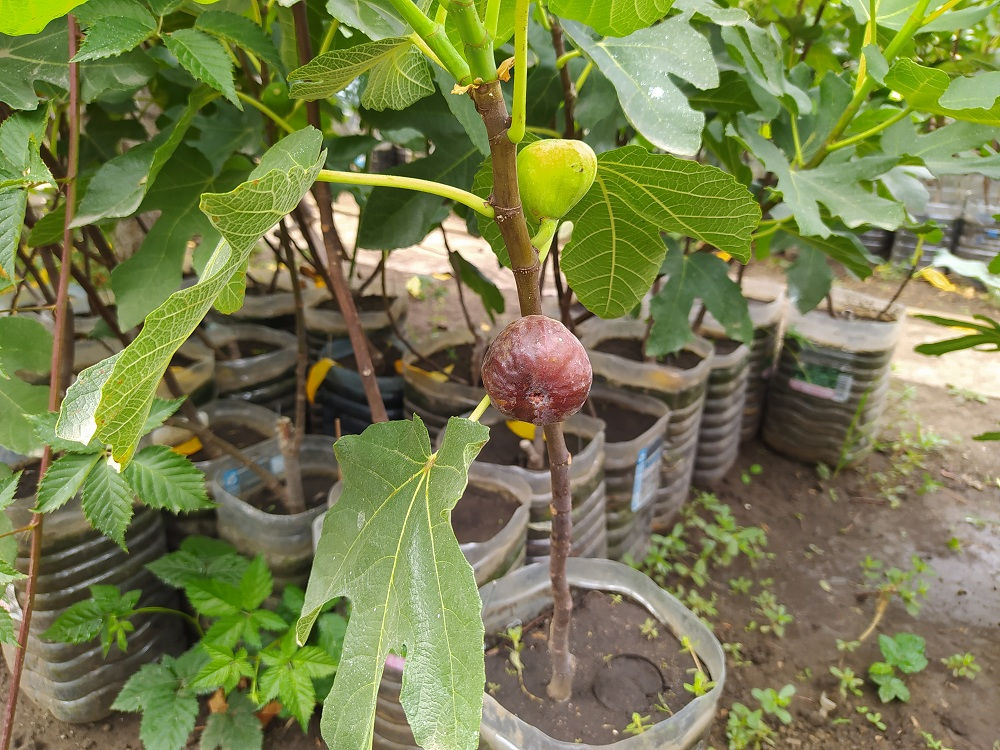 Smochin Violet .Puieti de 2 ani. Саженцы инжира фиолетовый,2-х летний.