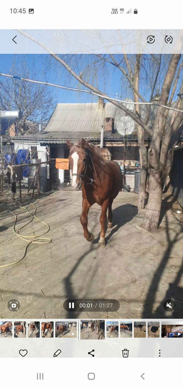 Armăsar greu la monta