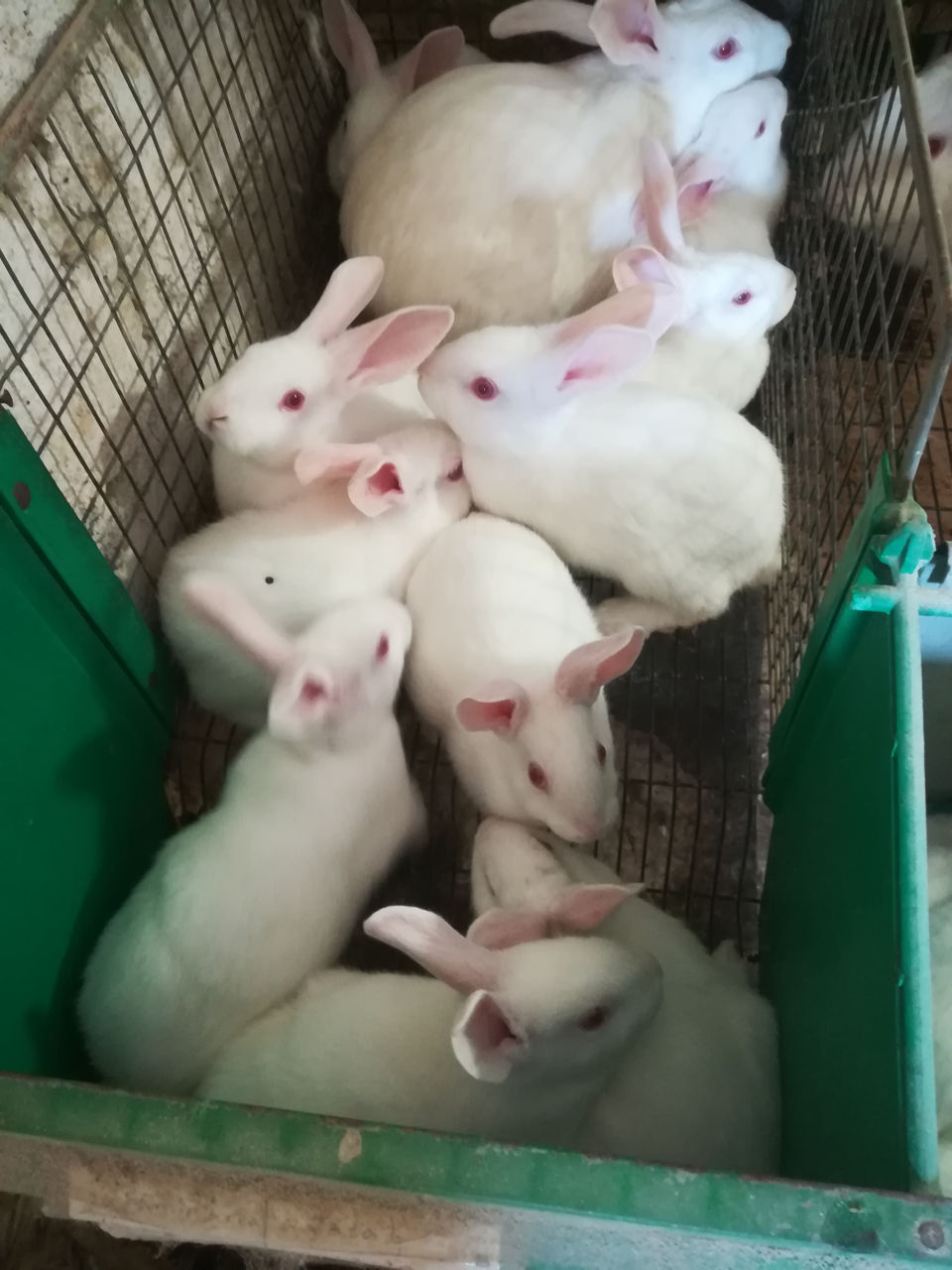 Iepurasi de vânzare rasă panon este o rasa ce creste foarte repede la 3 ...