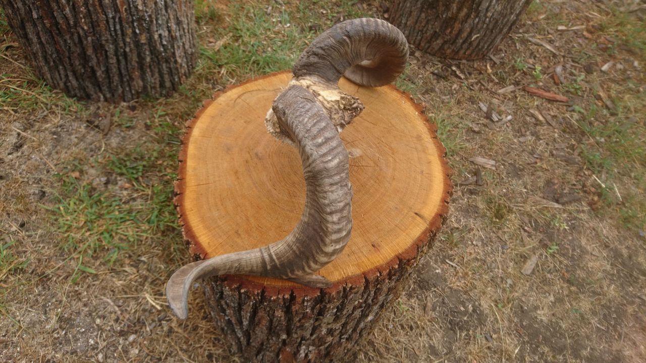 рога барана
