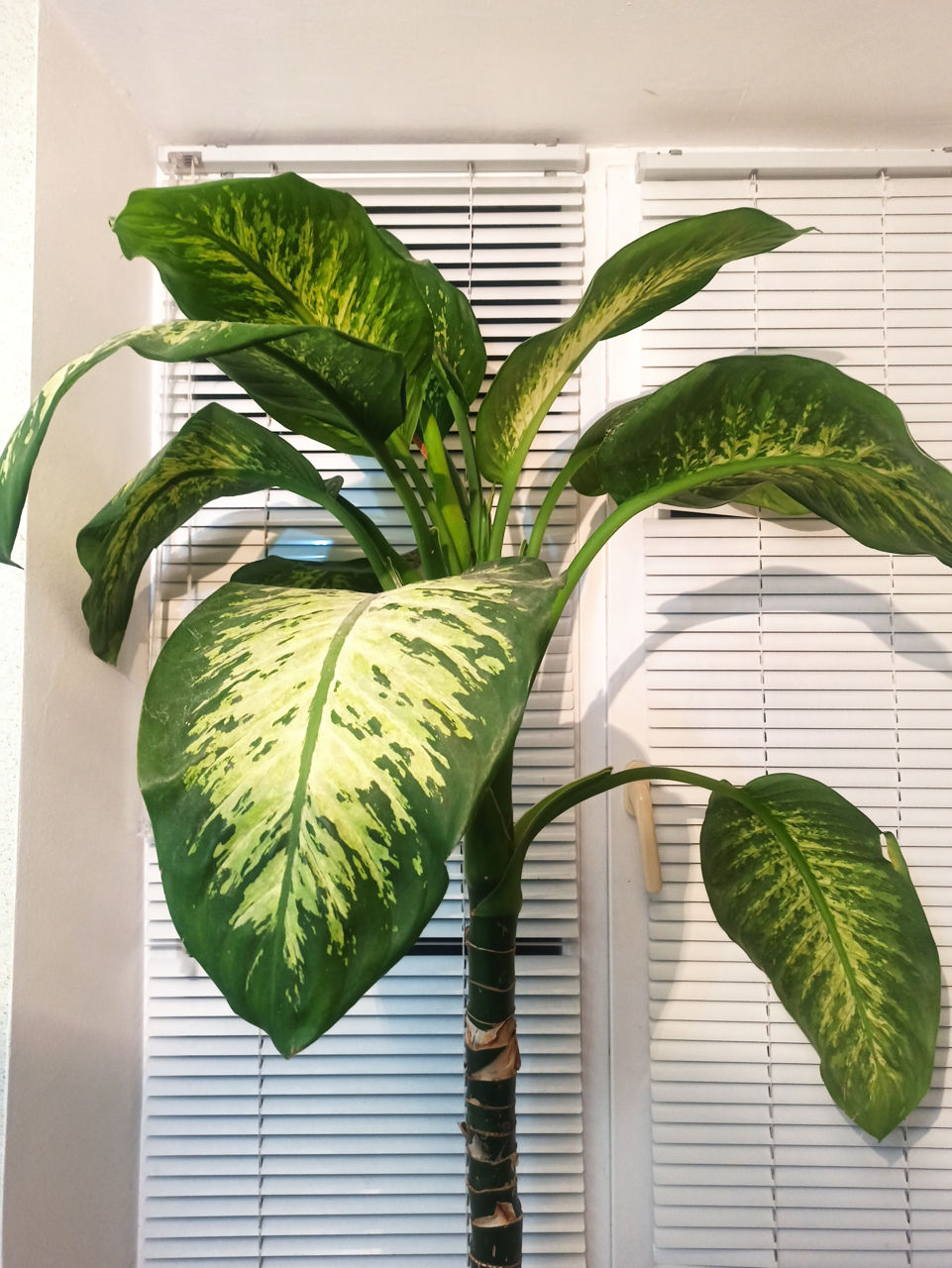 Vând floare de cameră