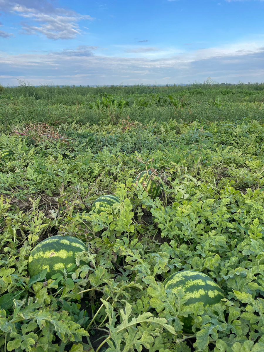 Vind harbuz pentru murat ecologic