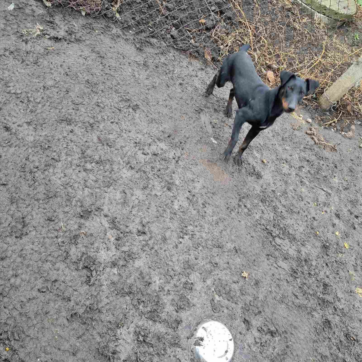 Se vinde cine ehcterieri foarte activ