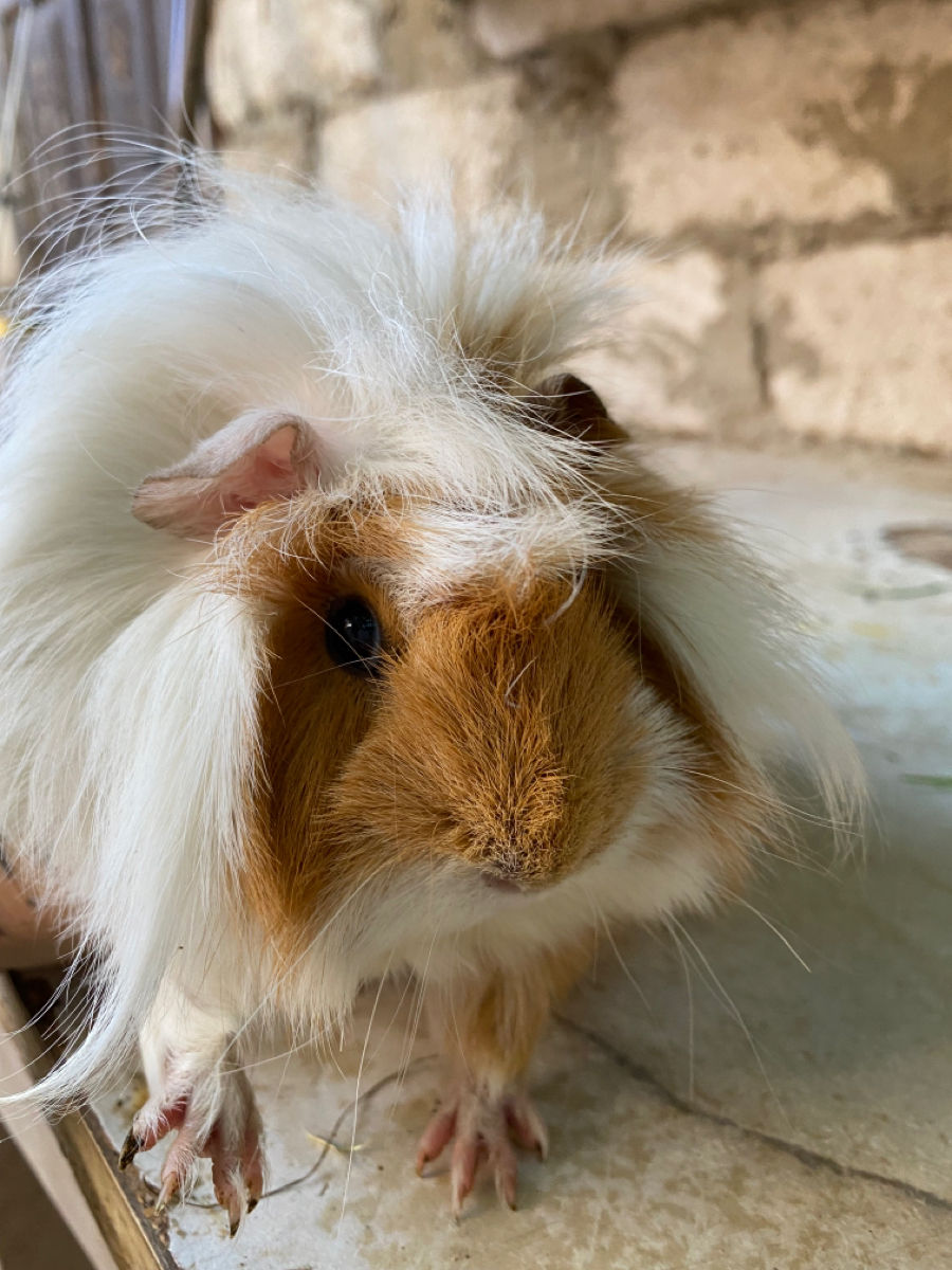 Porcușor de guineea