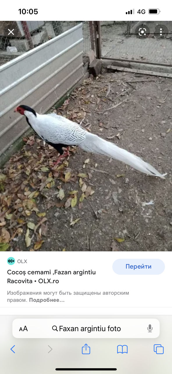 Fazan argintiu mascul