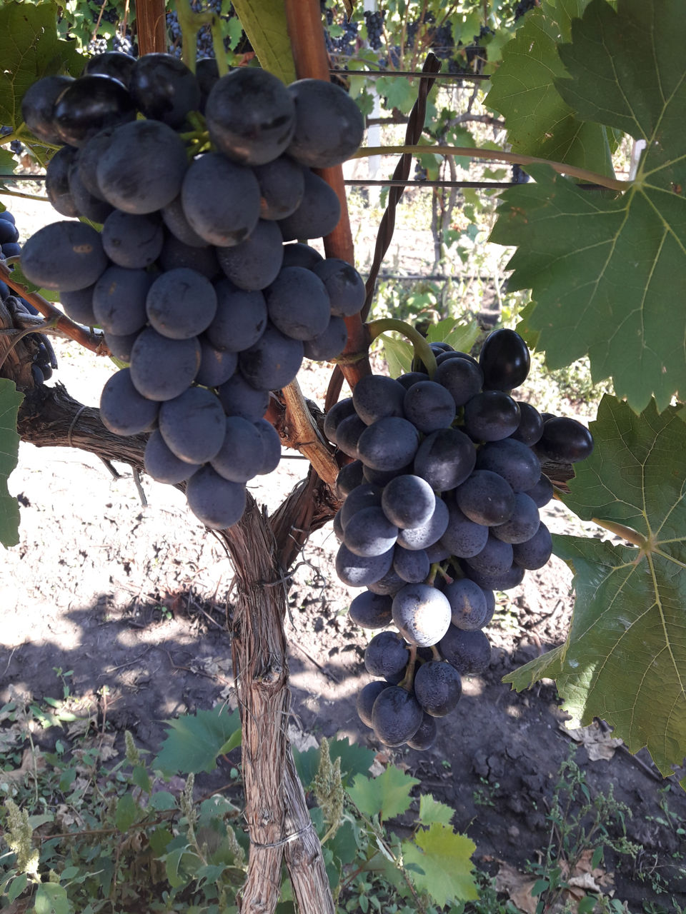 Poama Moldova din frigider.