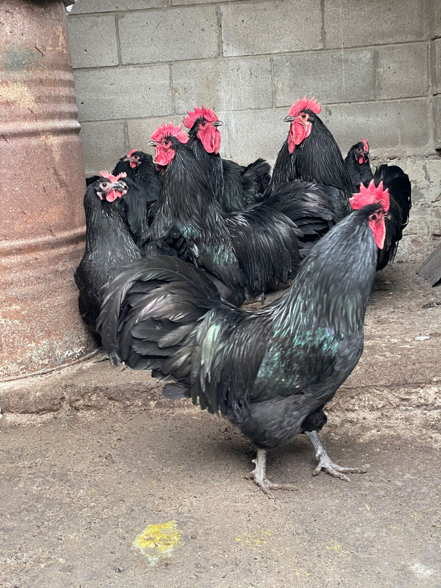Australorp - ouă pentru incubat