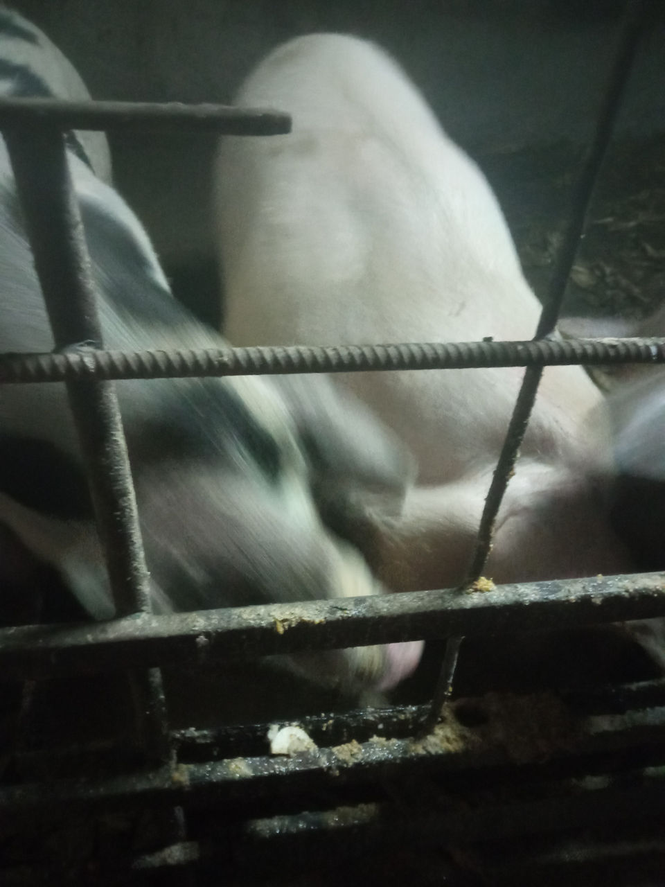 Se vinde porc de carne