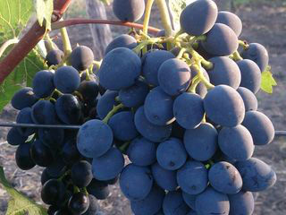 Vind poama Moldova si Victoria pentru vin cu 3lei kg