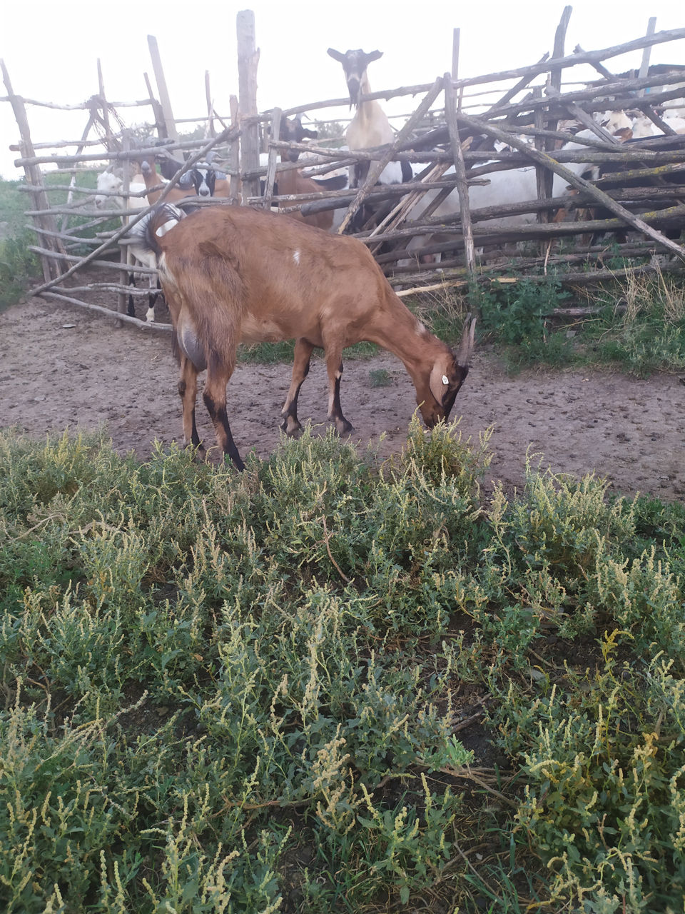 Vînd capră cu lapte