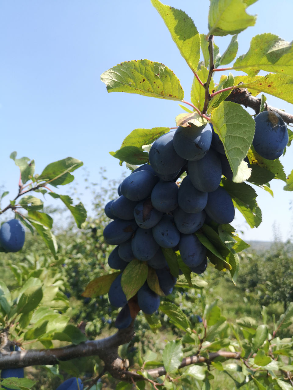 Prune Stenley,Nisporeni,livada tinara,tratata