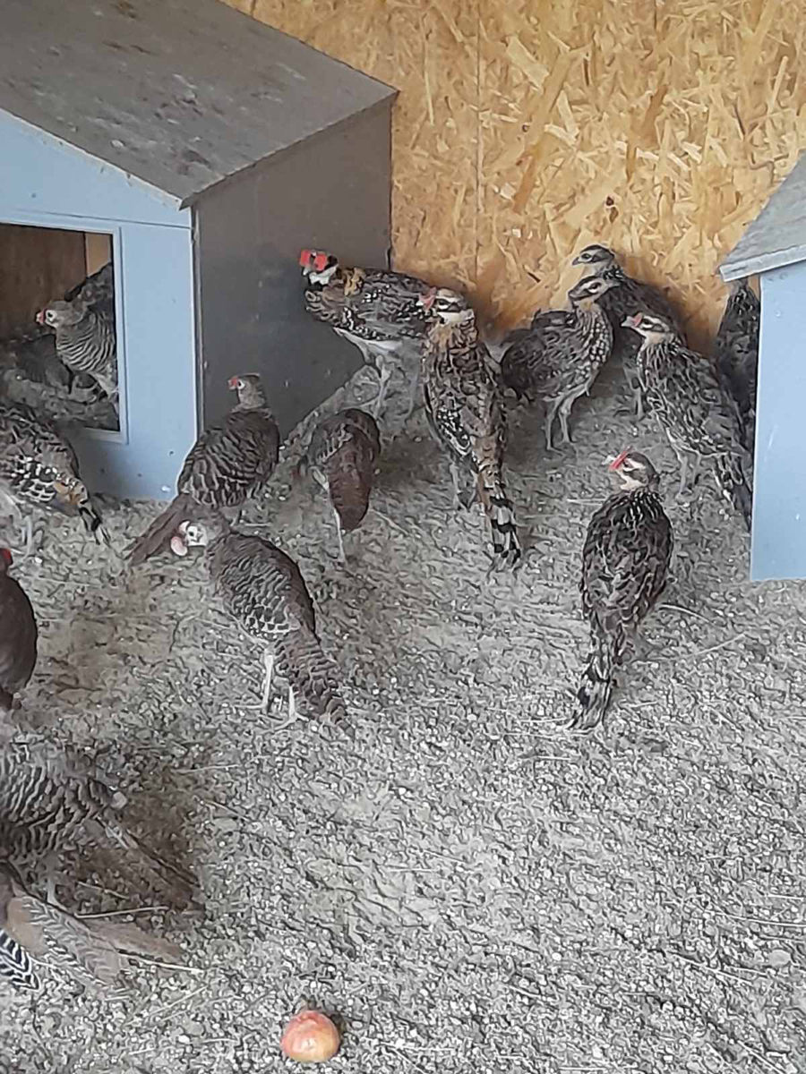 Vînd fazani diamant,argintii ,regali