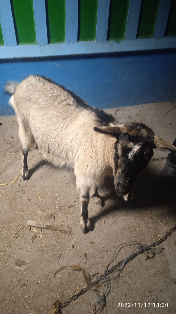 vind capra de a fata de la un ALPINO FRANCEZ curat