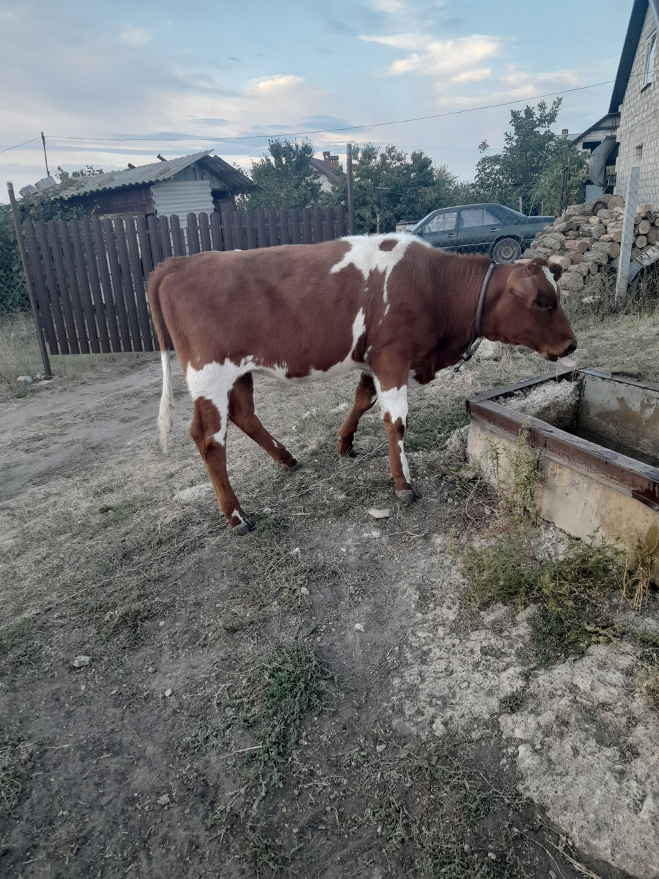 Vind vitica din vaca buna de lapte