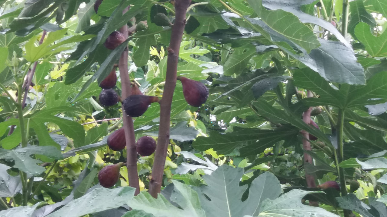 Zizifus, Mure, Инжир, Smochine - copacei de sadit acum, garantie