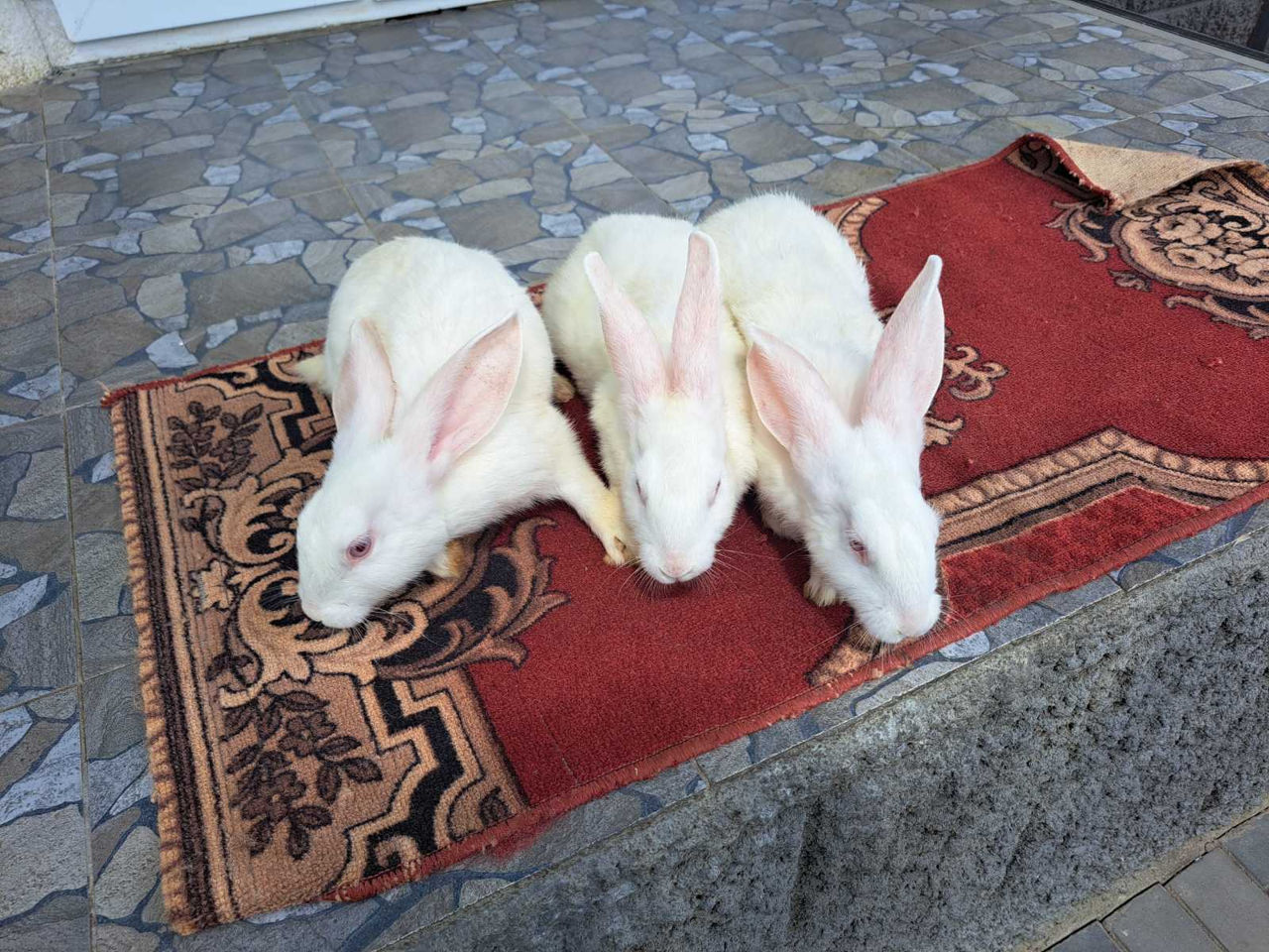 Iepuri de rasă