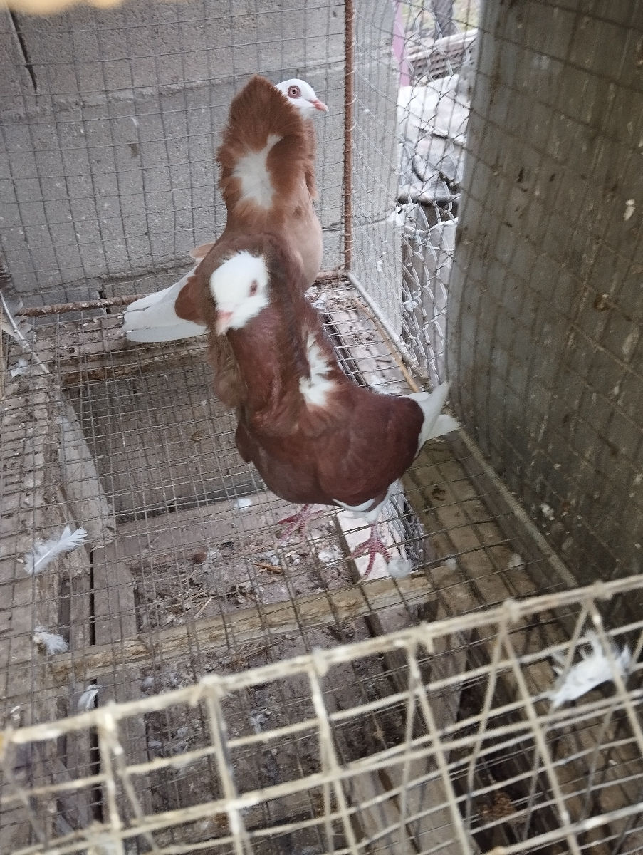 Vind pavlini capucini