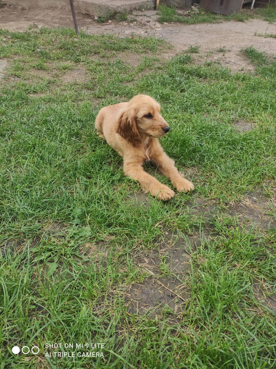 Vind cateiii de rasa pura