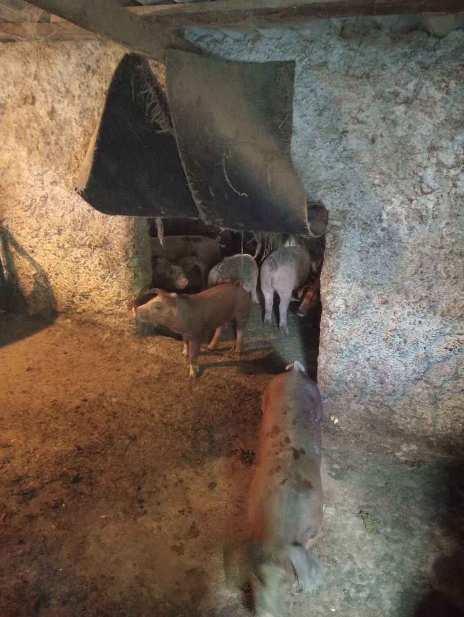 Vînd porci frumoşi