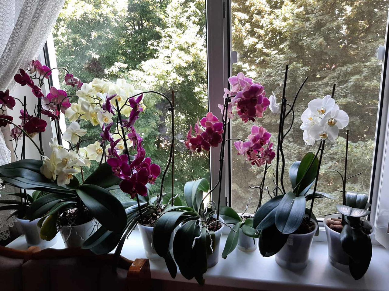 Orhidei ,Ficus benjamin 1,5m, китайская роза, dracena,Zamioculcas ...