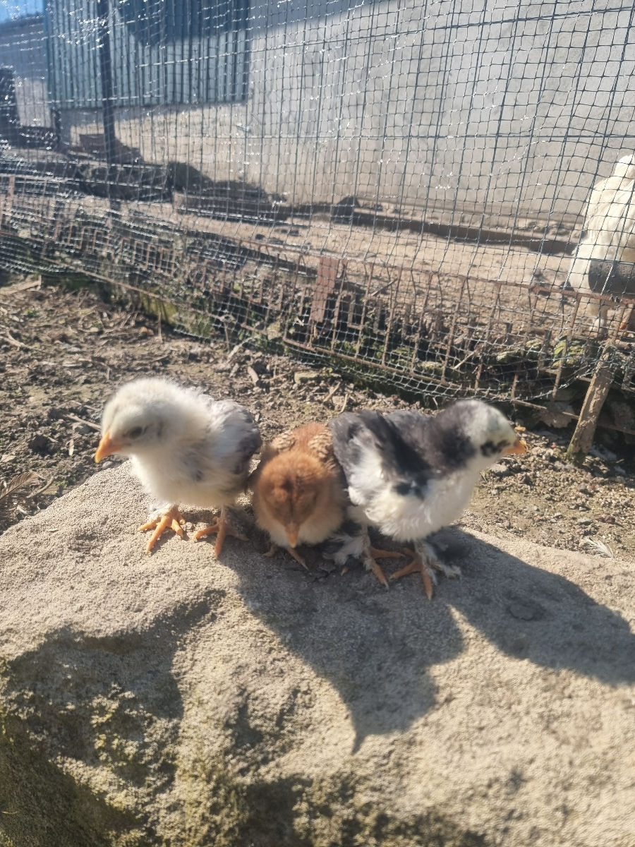 Pui brahma 4 Săptămâni