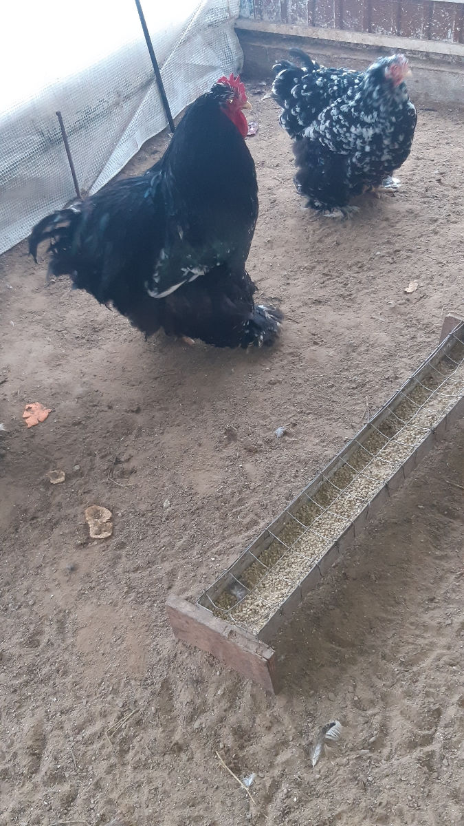 Vind cucosi de rasa Cochinchin Gigant Bobat si Albastru.Virsta 10 luni ...