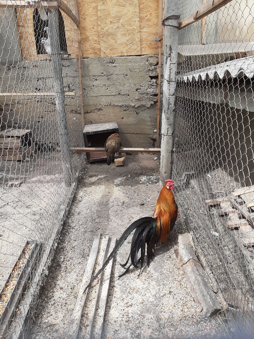 Vînd sau schimb pe porumbeii!