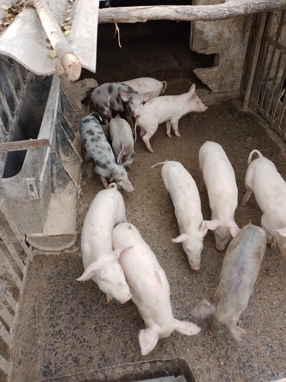 Se vind purcei si purcele 10/12kg Singerei