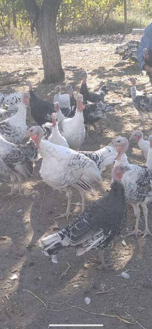 Carne de curcan, curcani , curci vii , 150 lei/kg