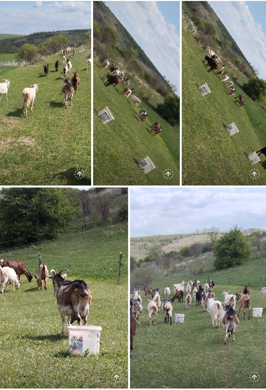 Lapte de caprite natural 100 %