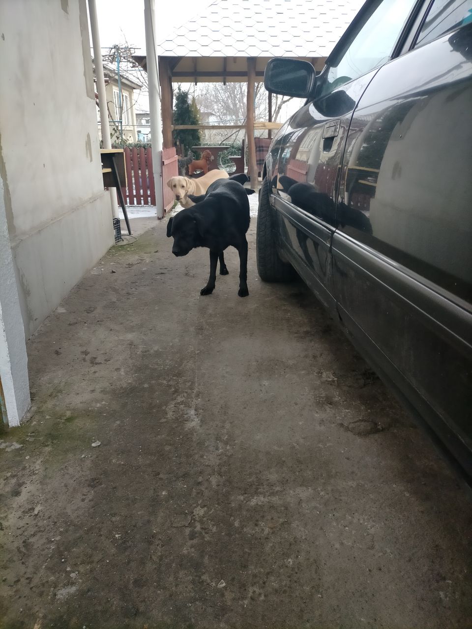 Lambrador vind nu scump ori schimb