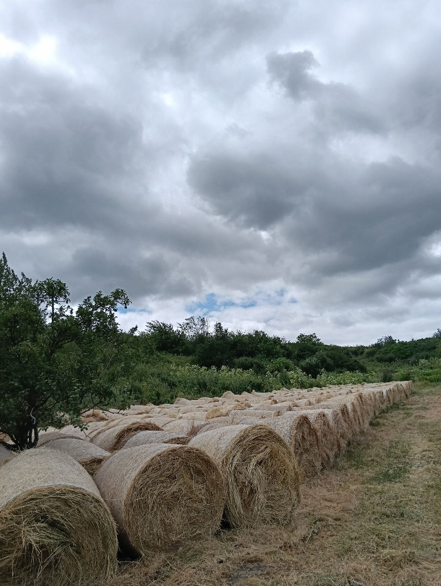 Baloti de fin, calitate superioara