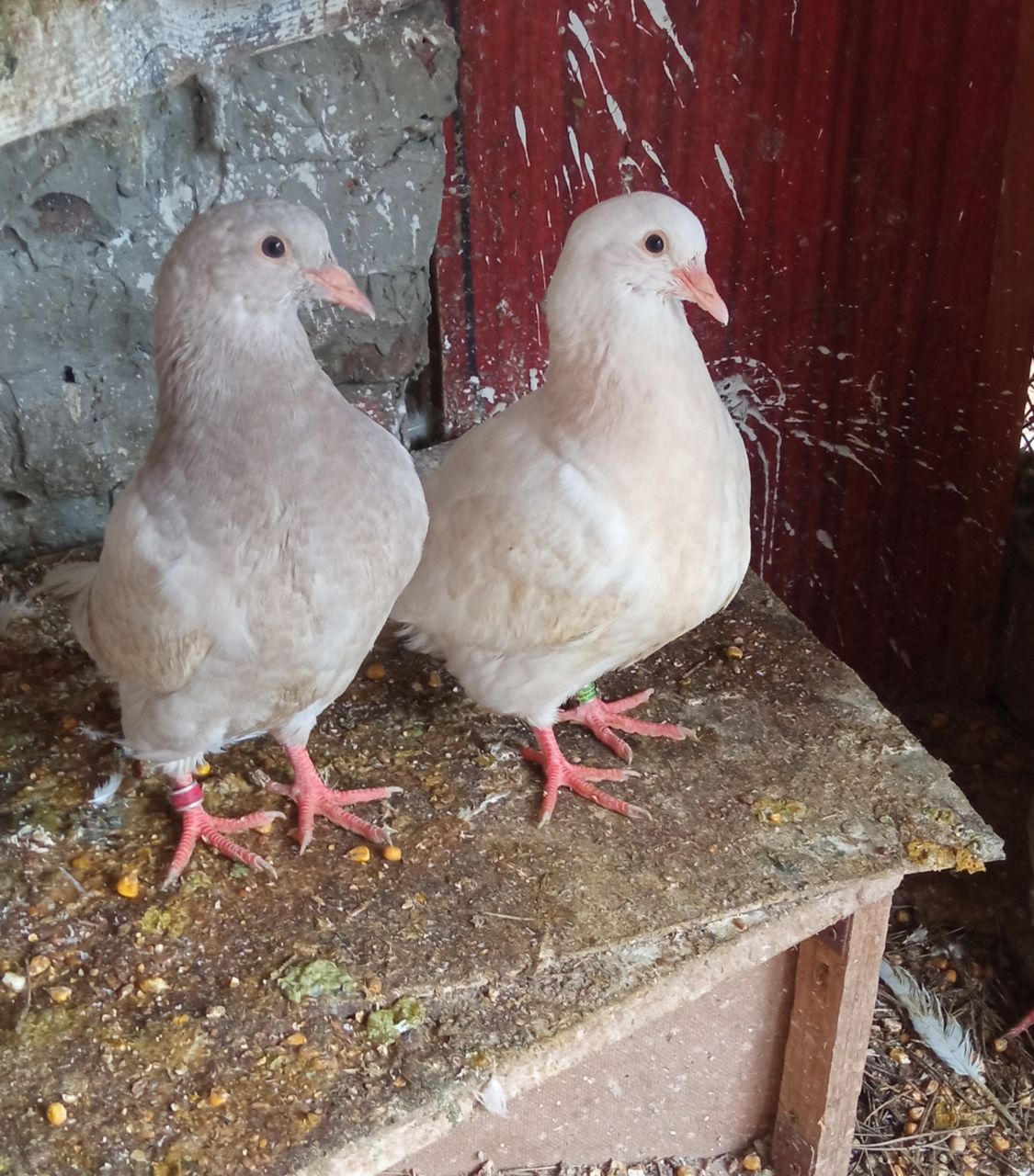 Vind pui porumbei texani.pui porumbei lux polonez.