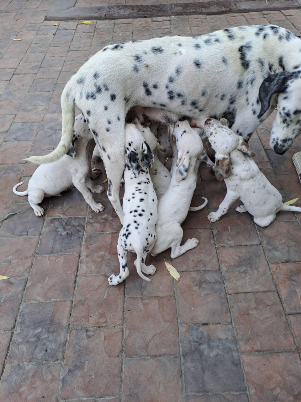 Catei Dalmatian 800 lei