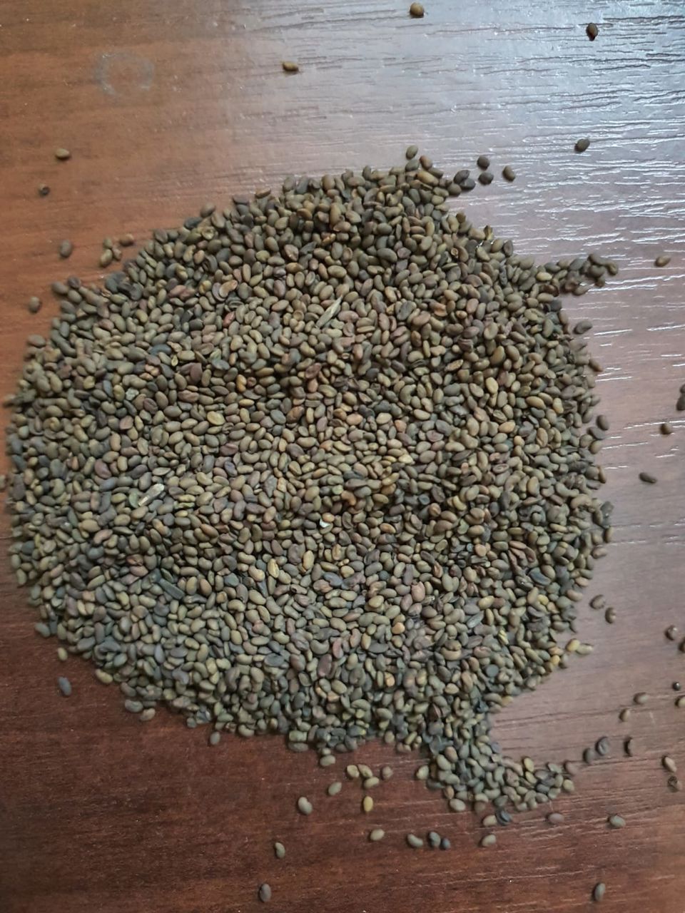 Продам семена люцерны, эспарцета, суданки,