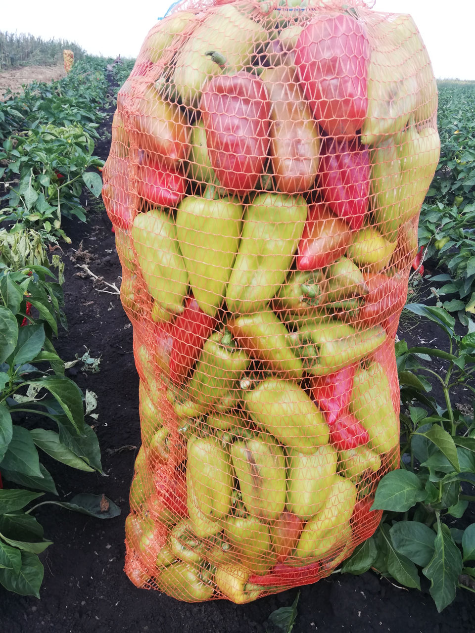 Ardei 3 tone pretul 8 lei