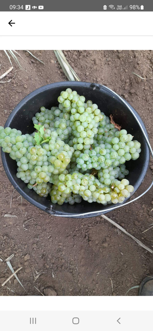 Poama Noha..(capsuna alba)100%ecologica