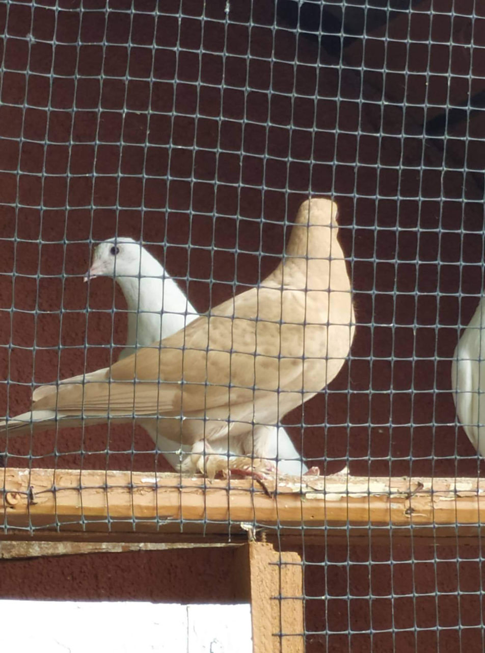 Porumbei De Vânzare