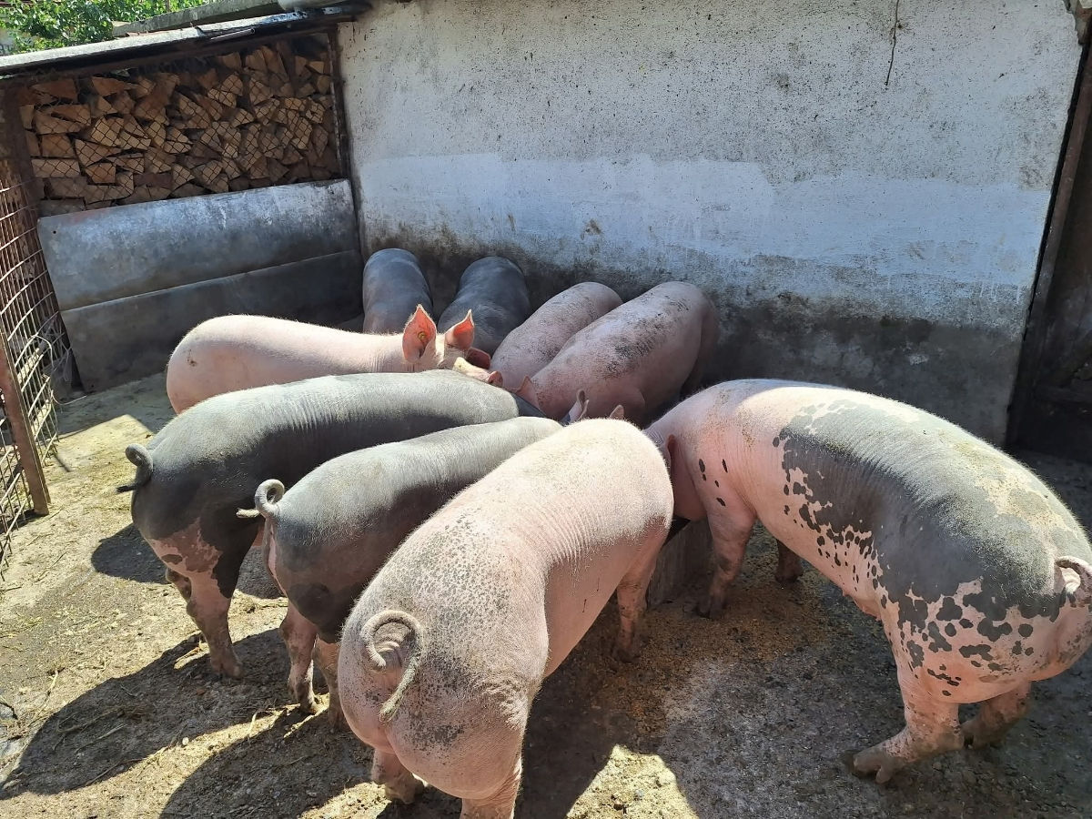 Vindem porci de casa pentru carne Pentru mai multe detalii sunati