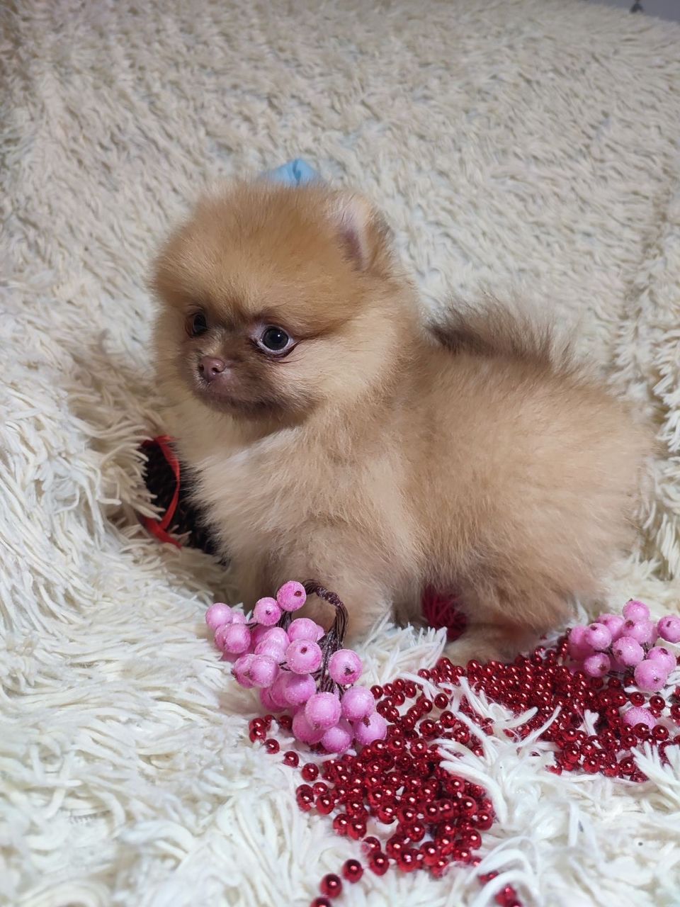 Mini spitz pomeranian
