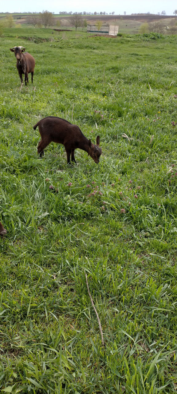 Capre Murciano Granadina