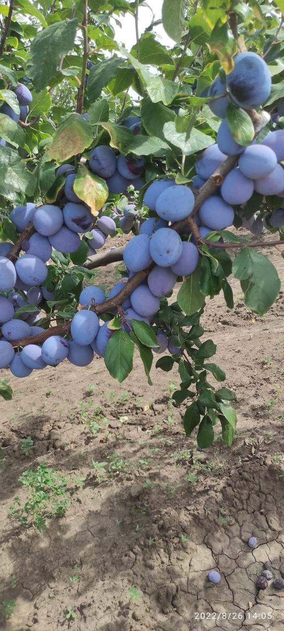 Vand livada de prune