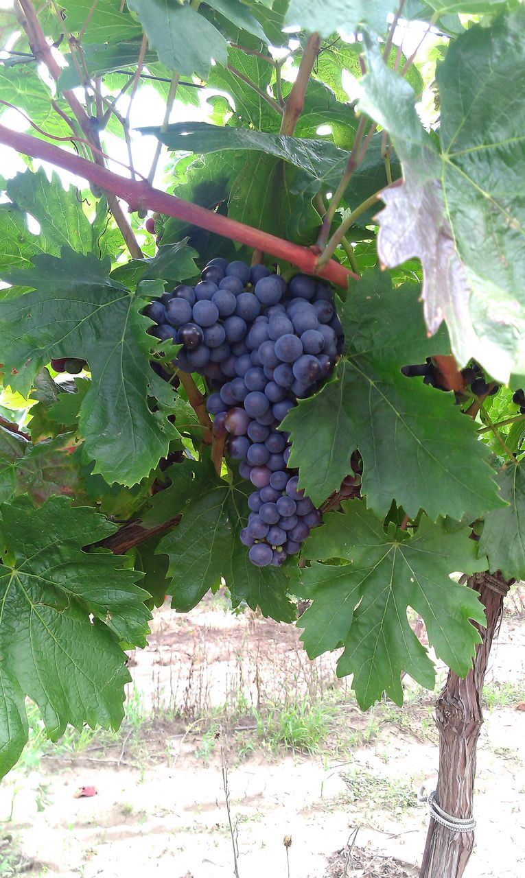 Struguri de poama, soiuri tehnice.