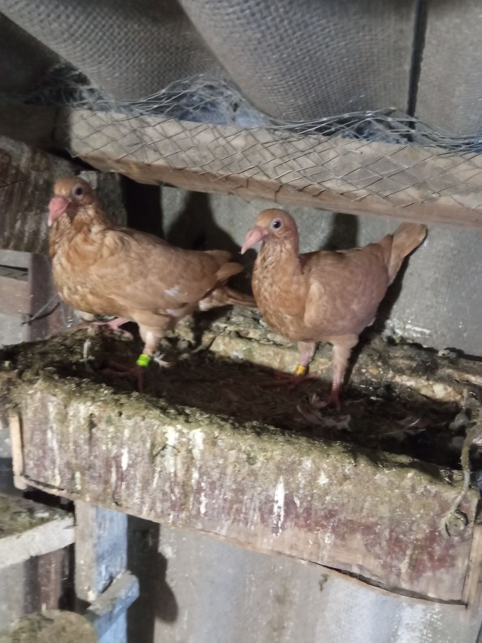 Vind pui porumbei texani, poștași galbeni, gusati Pomeramia.