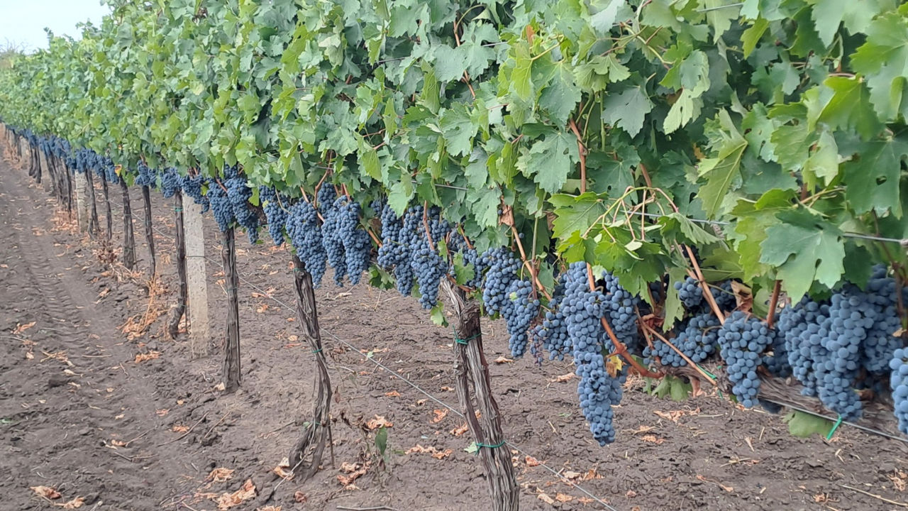 Vând struguri! Vând vin, recolta 2024!