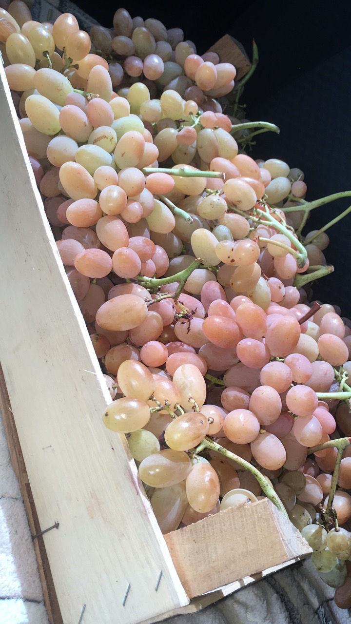 Struguri Prezentabil