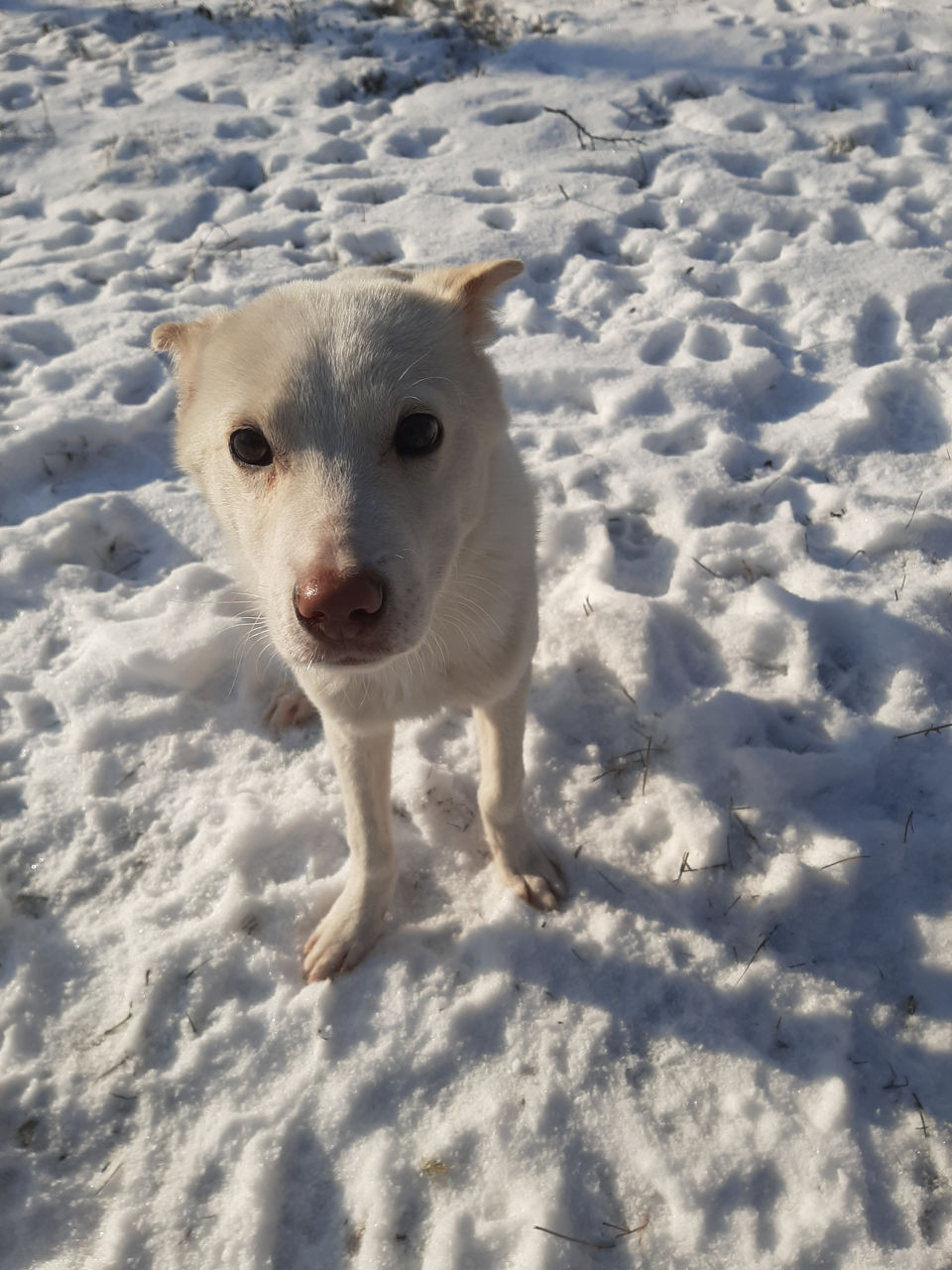 Adopta un catelus Frumos si Blind pe nume Nicusor