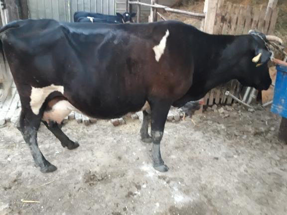 Vand vaca si Vitica!